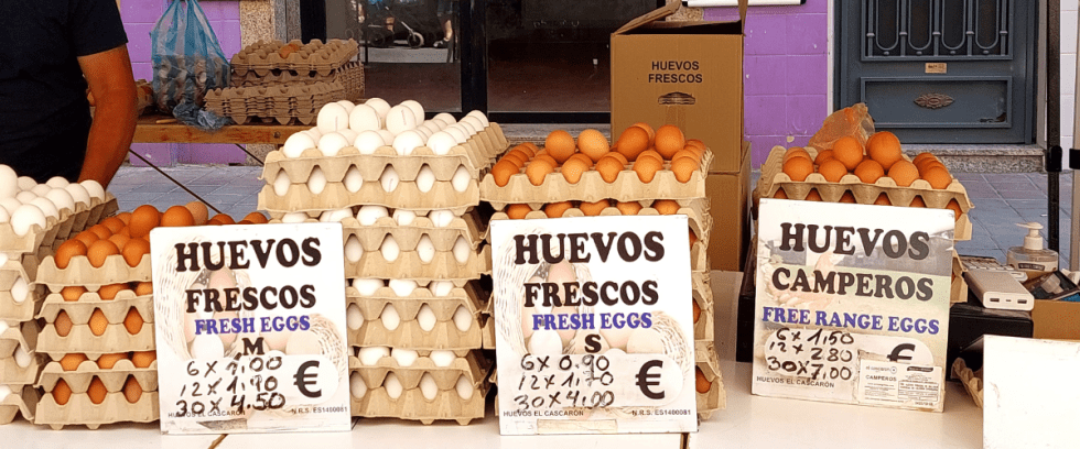 Eggs-ceptional Facts: The Truth About Egg Colors and Why Europeans Don ...